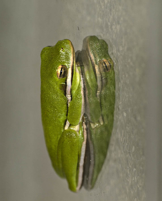 Southeast Texas Daily Photos: Glass-hugging tree frog